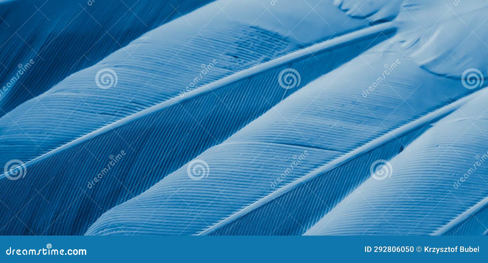 Blue Feather Pigeon Macro Photo. Texture or Background Stock Photo ...