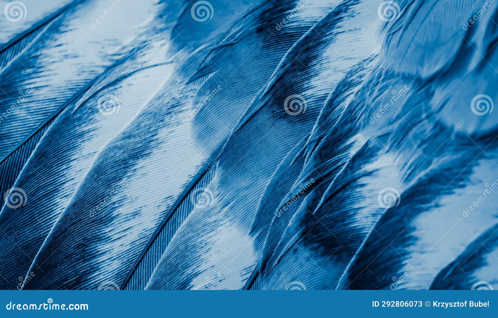 Blue Feather Pigeon Macro Photo. Texture or Background Stock Image ...