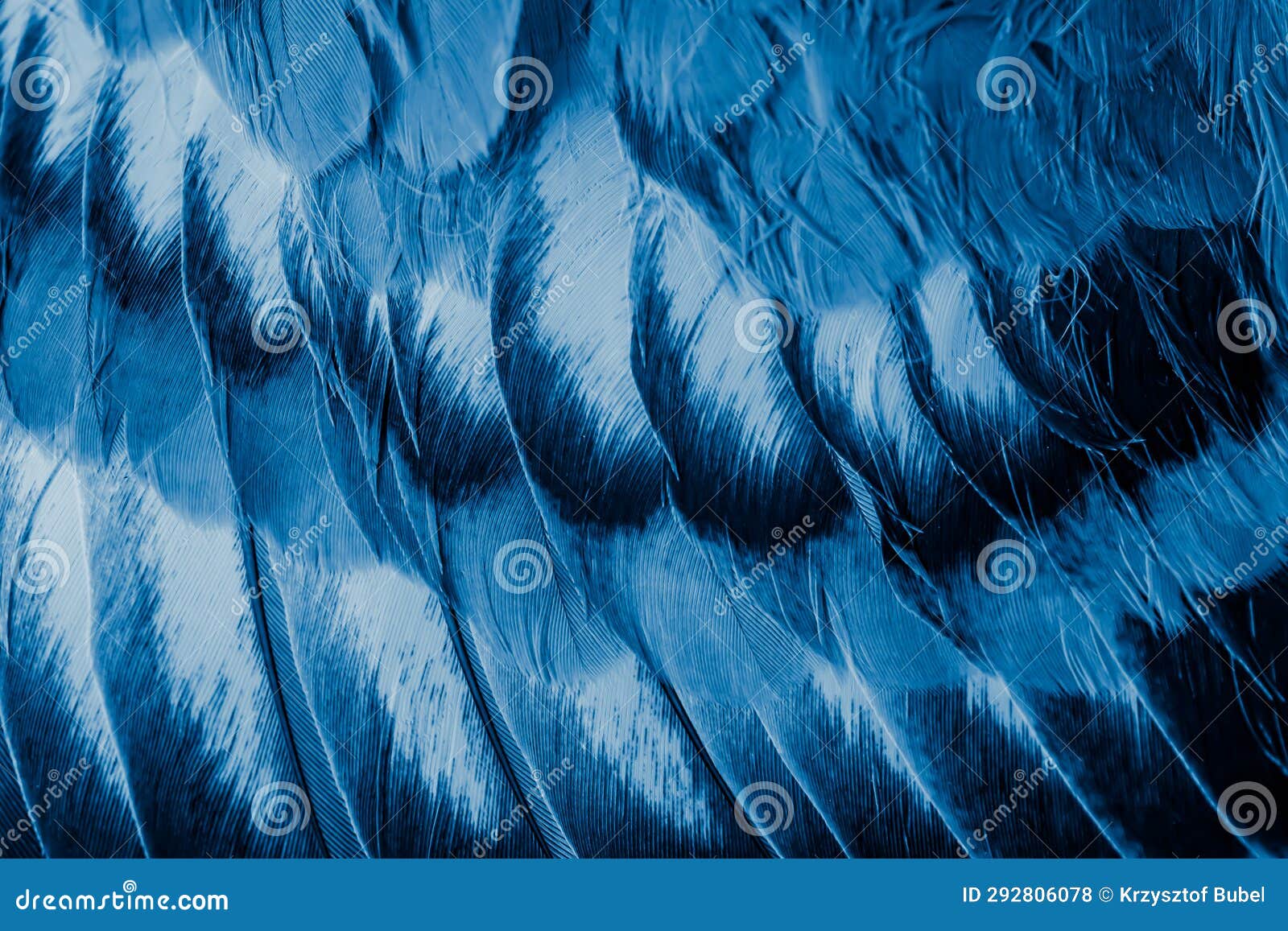 Blue Feather Pigeon Macro Photo. Texture or Background Stock Photo ...