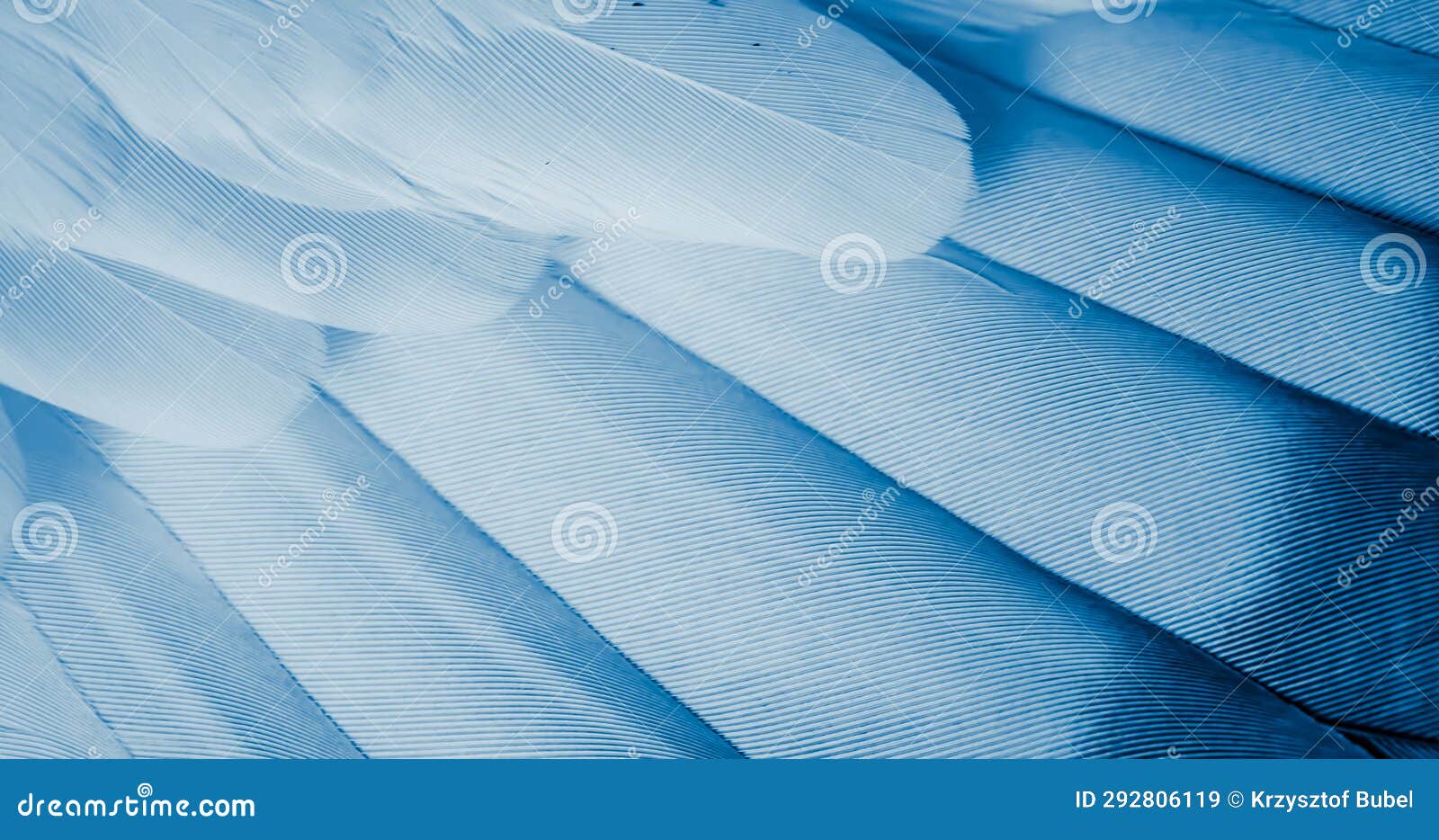 Blue Feather Pigeon Macro Photo. Texture or Background Stock Image ...