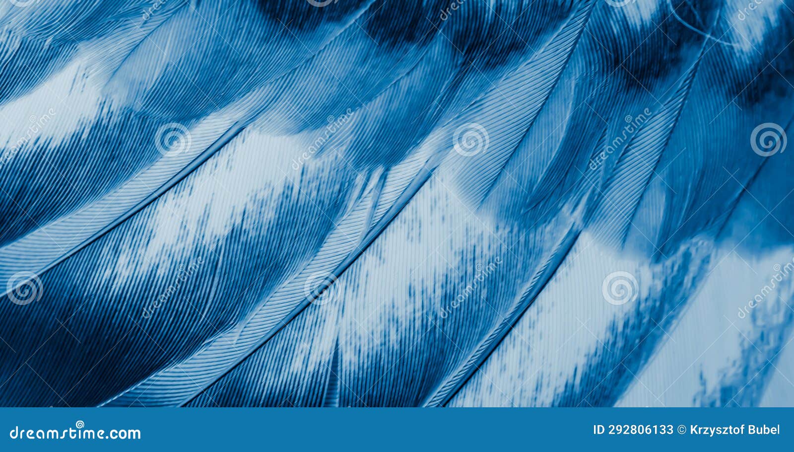 Blue Feather Pigeon Macro Photo. Texture or Background Stock Image ...