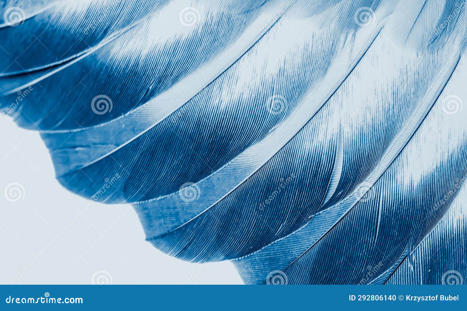 Blue Feather Pigeon Macro Photo. Texture or Background Stock Photo ...