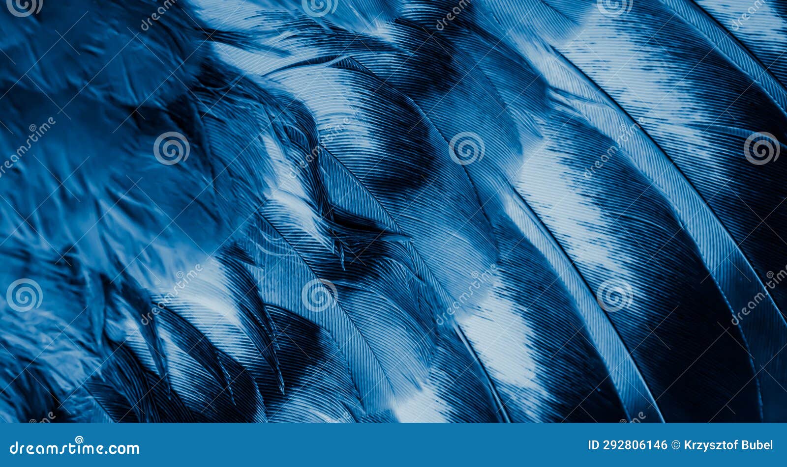 Blue Feather Pigeon Macro Photo. Texture or Background Stock Photo ...