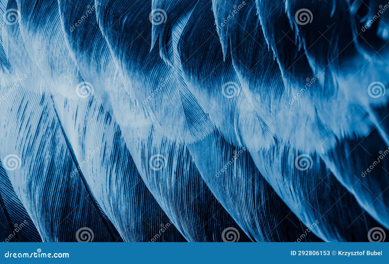 Blue Feather Pigeon Macro Photo. Texture or Background Stock Image ...