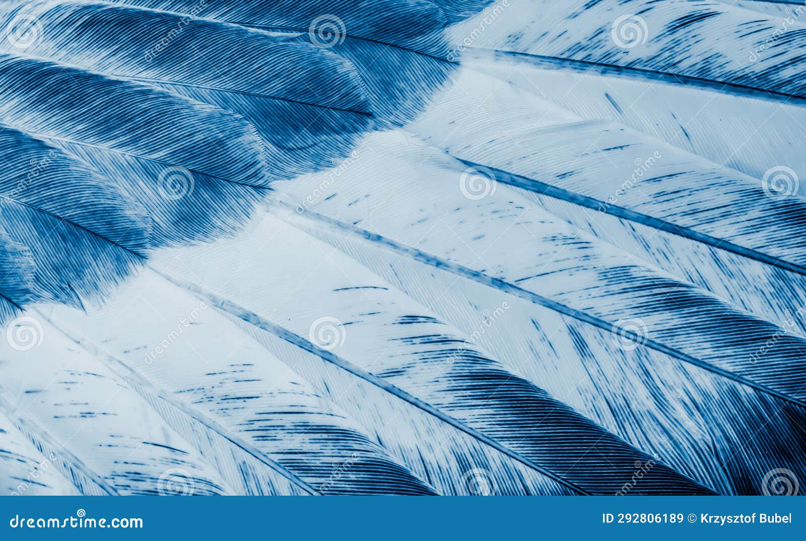 Blue Feather Pigeon Macro Photo. Texture or Background Stock Image ...