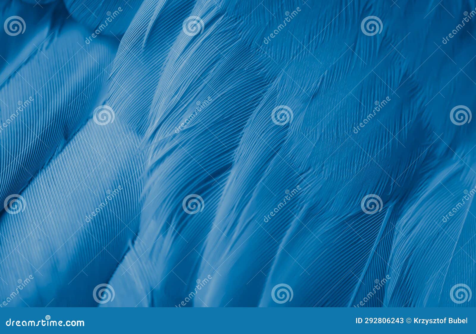Blue Feather Pigeon Macro Photo. Texture or Background Stock Image ...