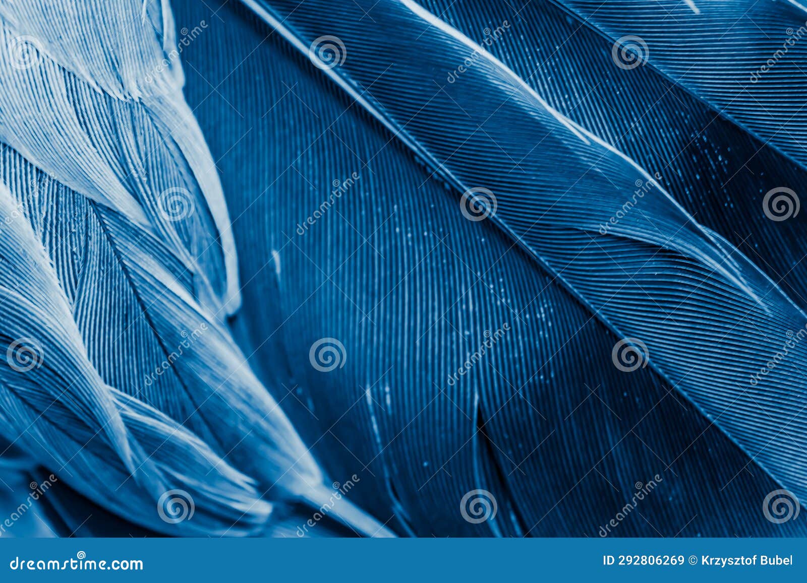 Blue Feather Pigeon Macro Photo. Texture or Background Stock Image ...