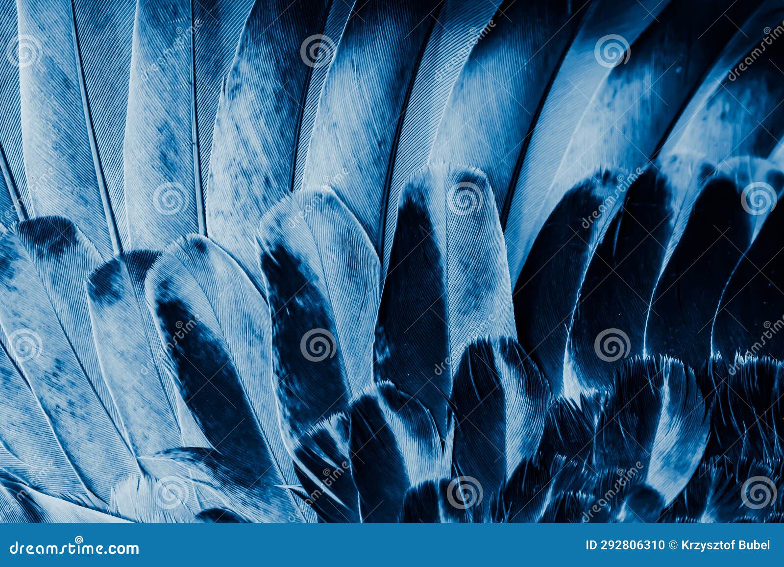 Blue Feather Pigeon Macro Photo. Texture or Background Stock Photo ...