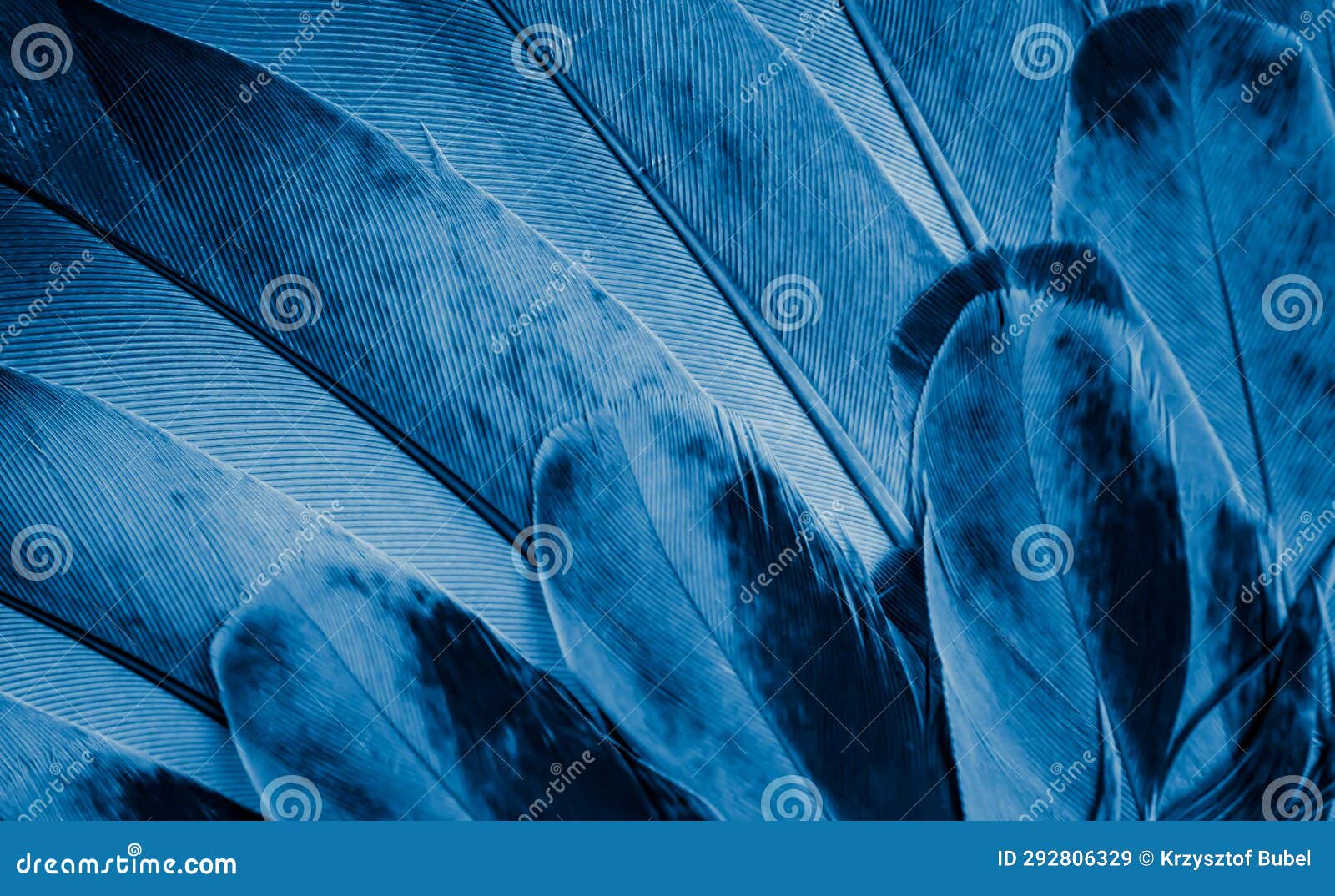 Blue Feather Pigeon Macro Photo. Texture or Background Stock Image ...