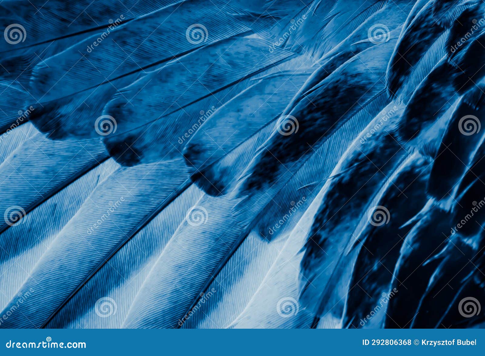 Blue Feather Pigeon Macro Photo. Texture or Background Stock Photo ...