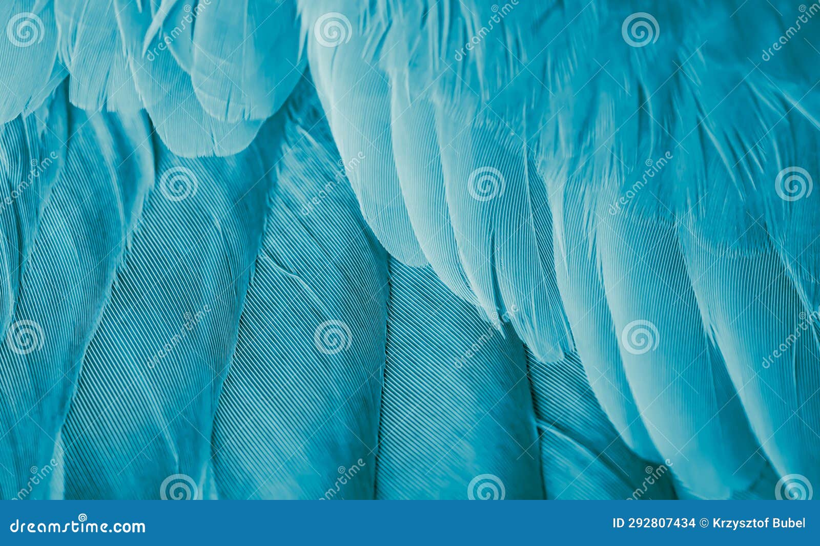 Blue Feather Pigeon Macro Photo. Texture or Background Stock Photo ...