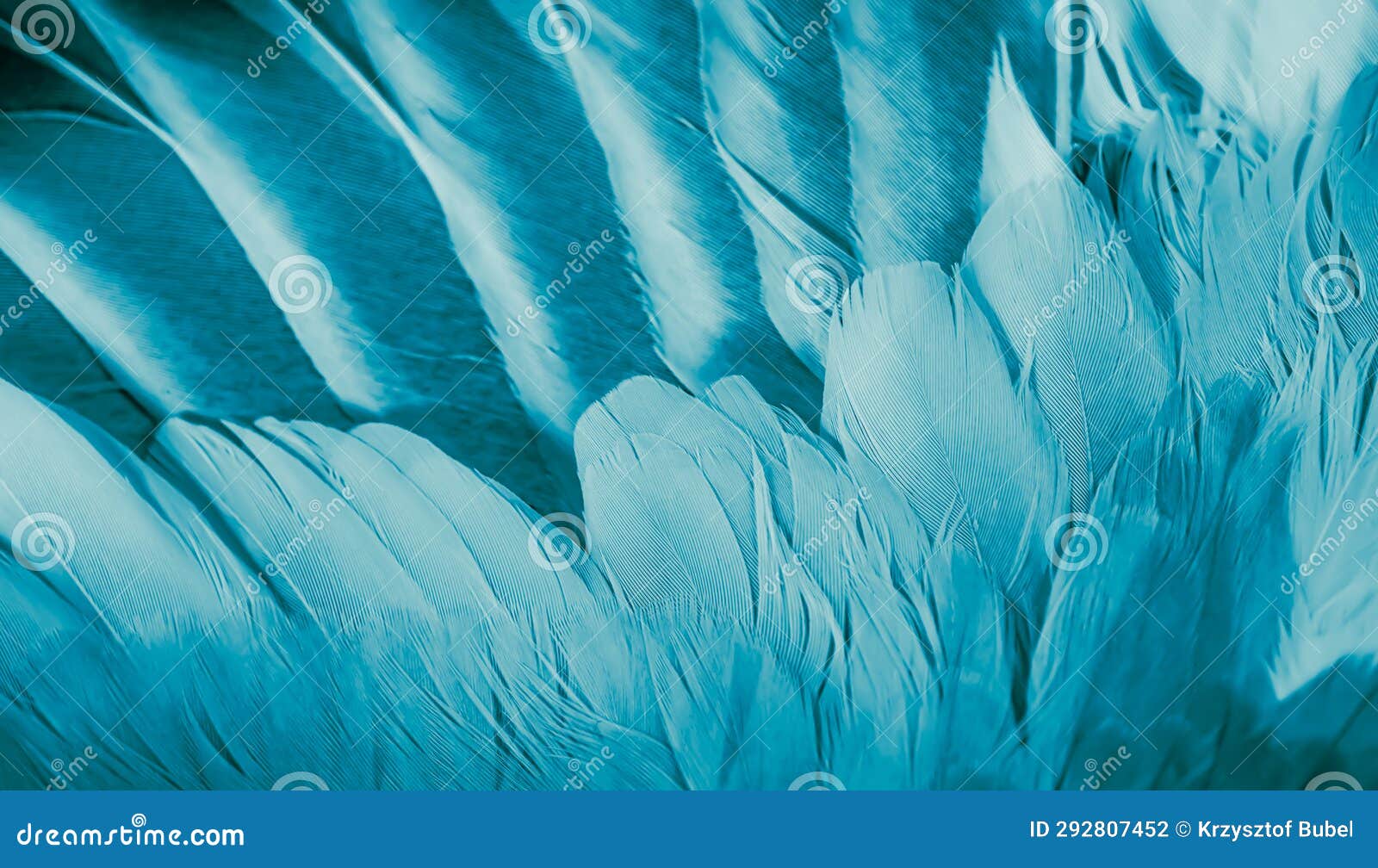 Blue Feather Pigeon Macro Photo. Texture or Background Stock Photo ...