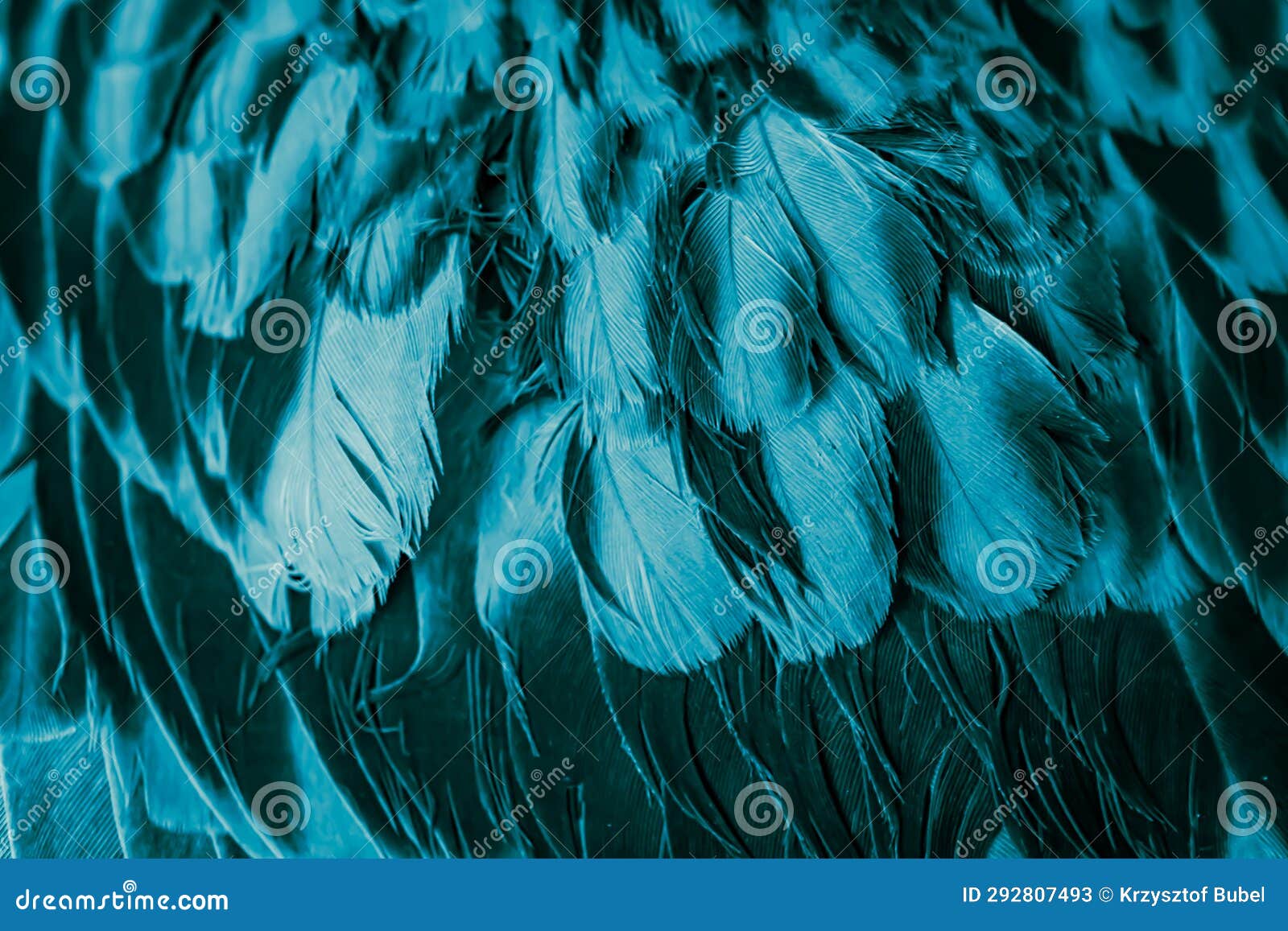 Blue Feather Pigeon Macro Photo. Texture or Background Stock Image ...