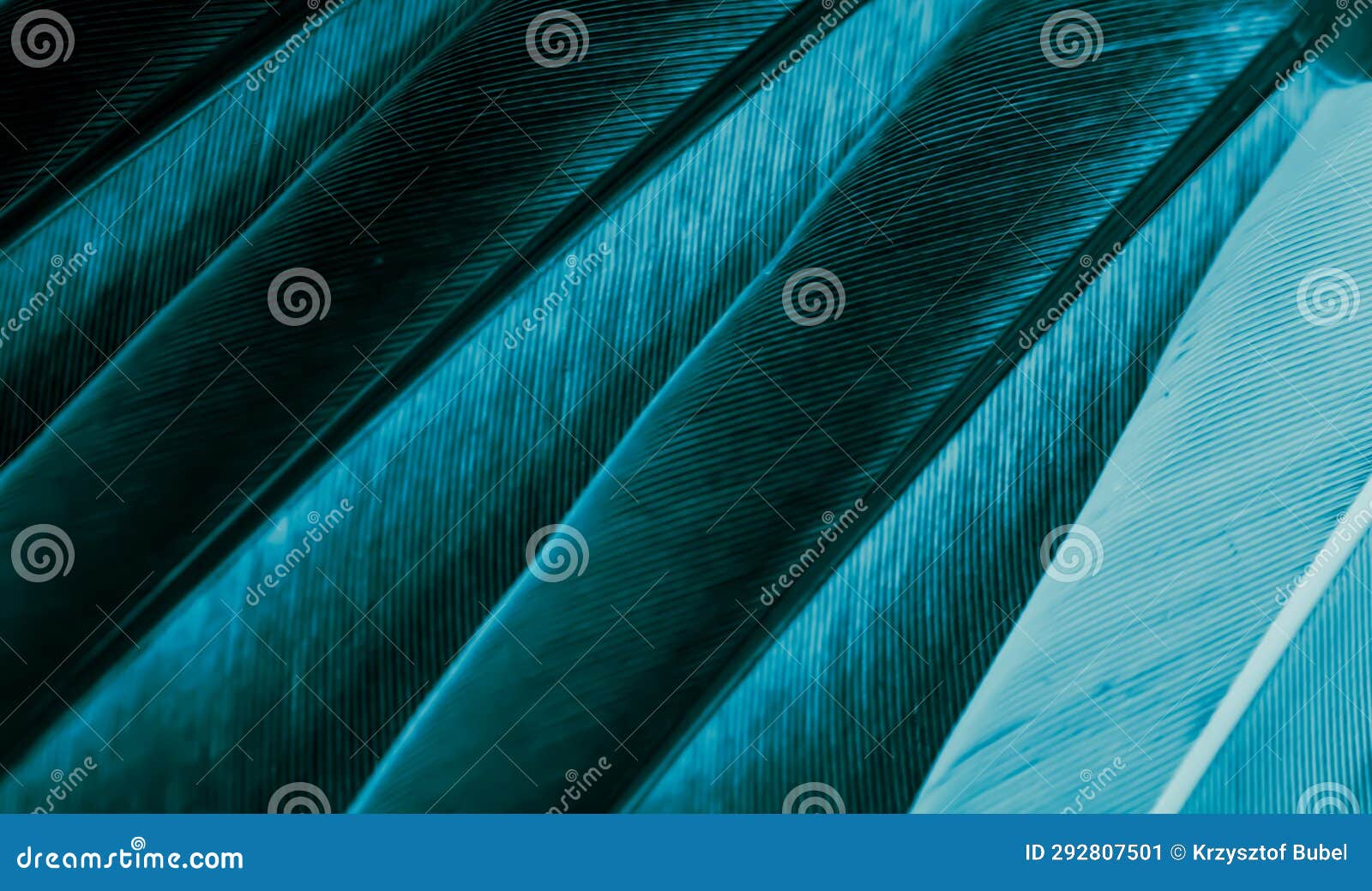 Blue Feather Pigeon Macro Photo. Texture or Background Stock Image ...