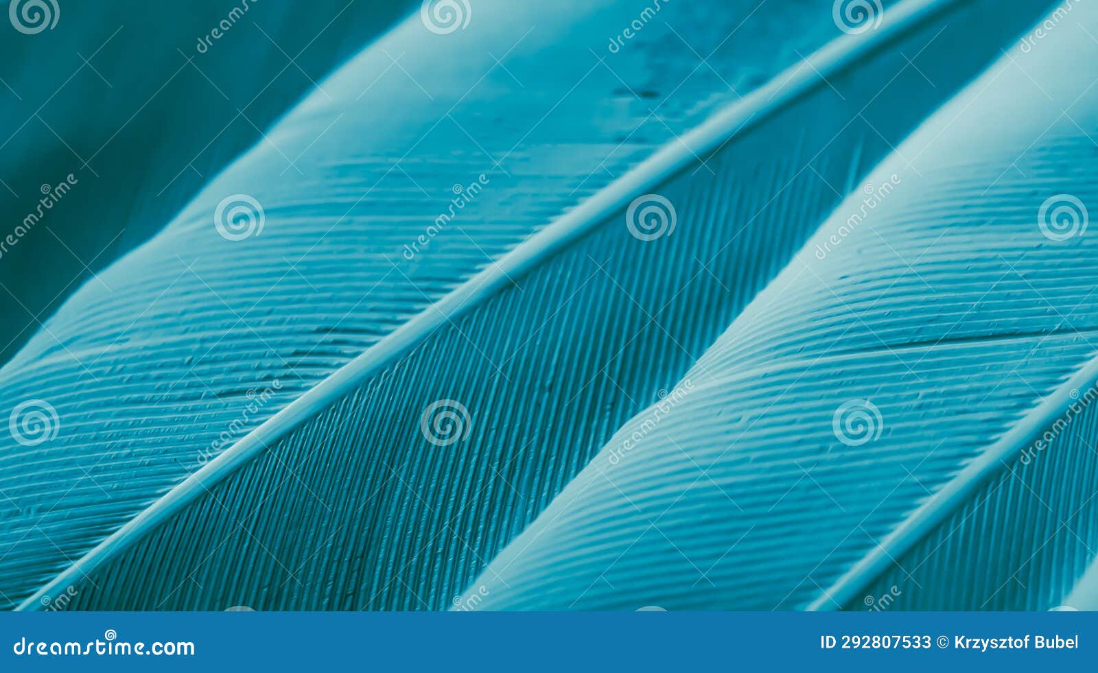 Blue Feather Pigeon Macro Photo. Texture or Background Stock Image ...