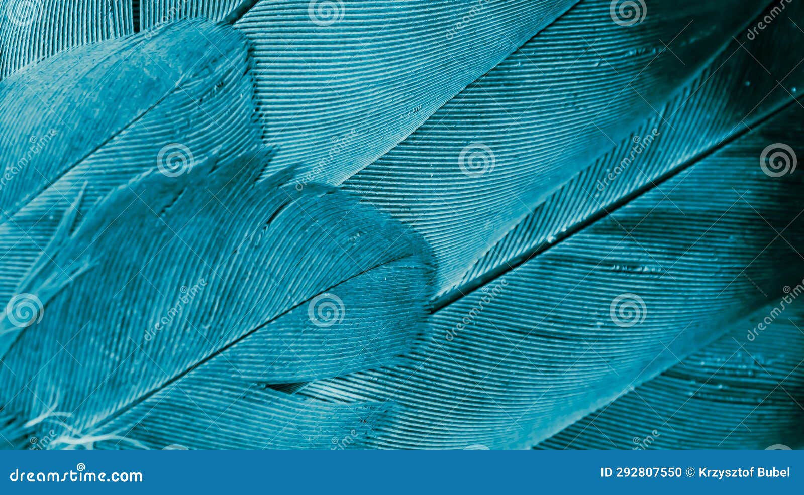 Blue Feather Pigeon Macro Photo. Texture or Background Stock Photo ...