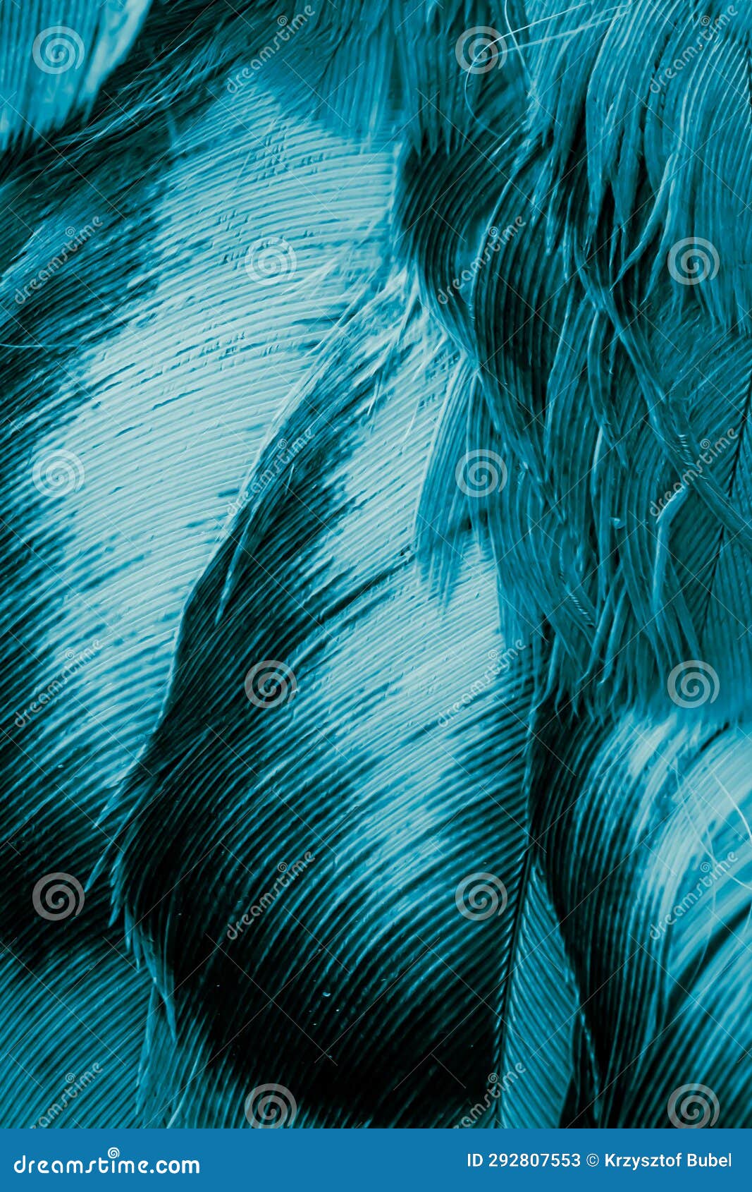 Blue Feather Pigeon Macro Photo. Texture or Background Stock Image ...