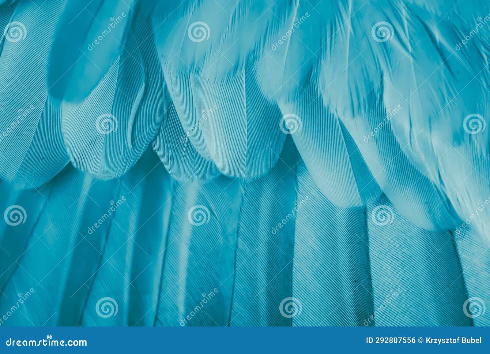 Blue Feather Pigeon Macro Photo. Texture or Background Stock Photo ...