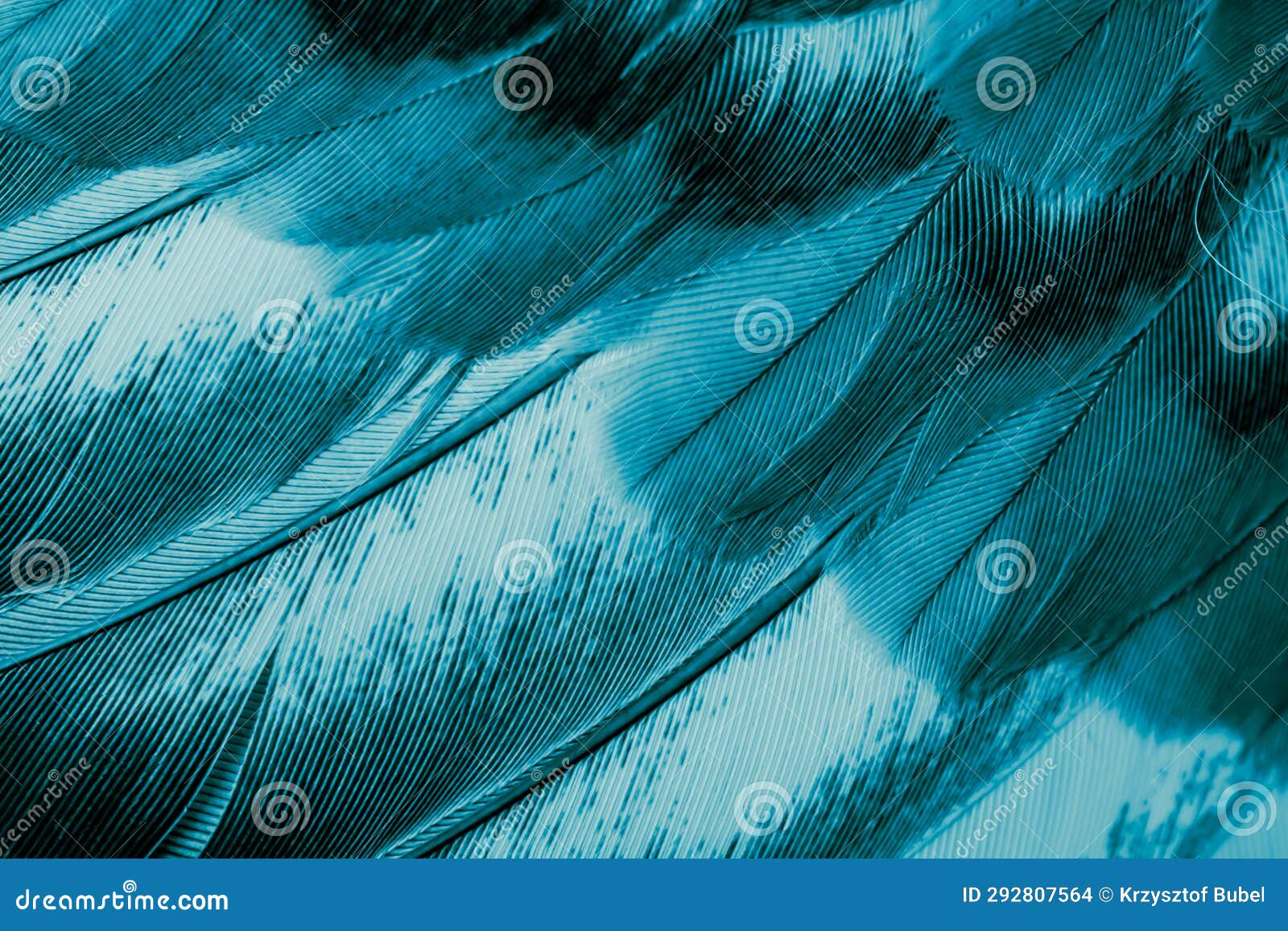 Blue Feather Pigeon Macro Photo. Texture or Background Stock Photo ...