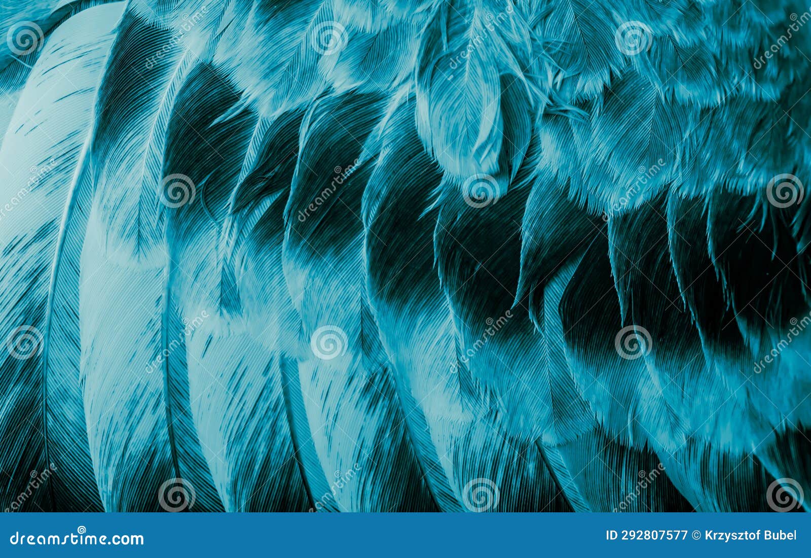 Blue Feather Pigeon Macro Photo. Texture or Background Stock Image ...