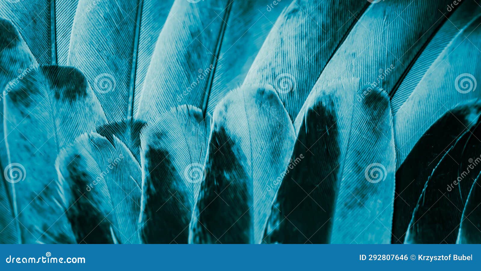 Blue Feather Pigeon Macro Photo. Texture or Background Stock Photo ...