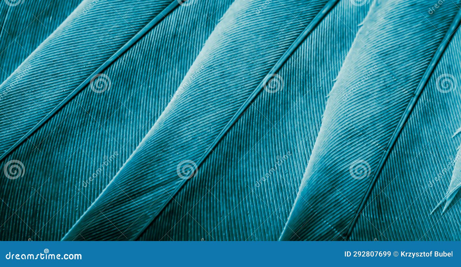 Blue Feather Pigeon Macro Photo. Texture or Background Stock Image ...