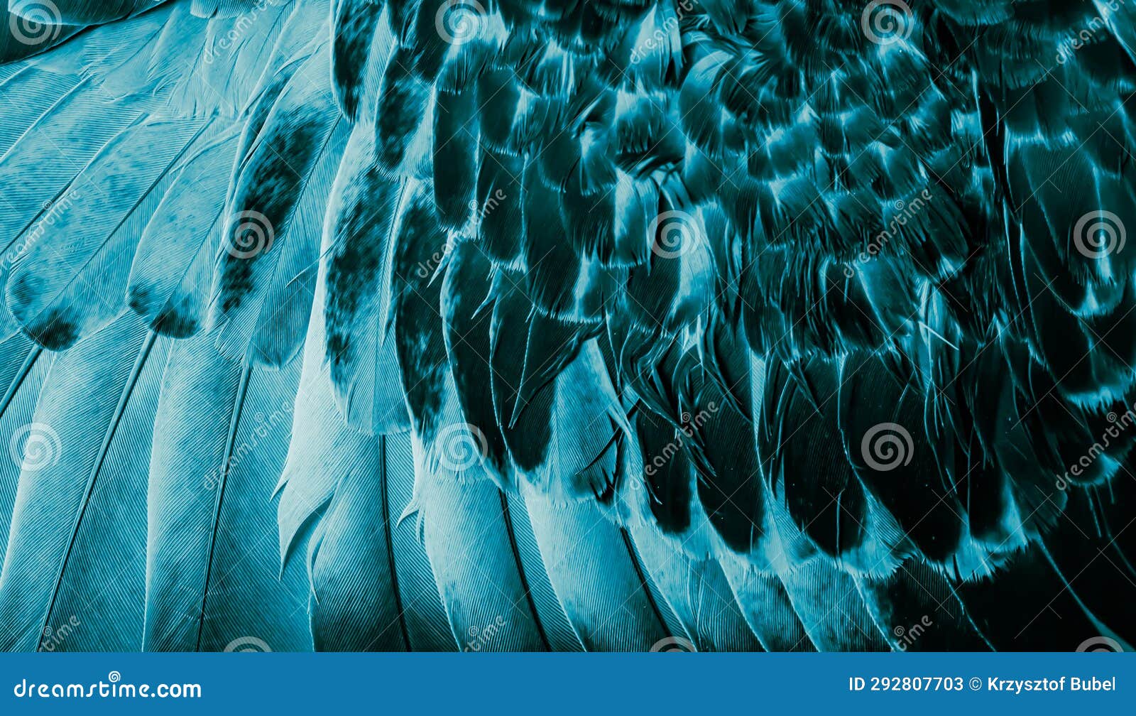 Blue Feather Pigeon Macro Photo. Texture or Background Stock Image ...