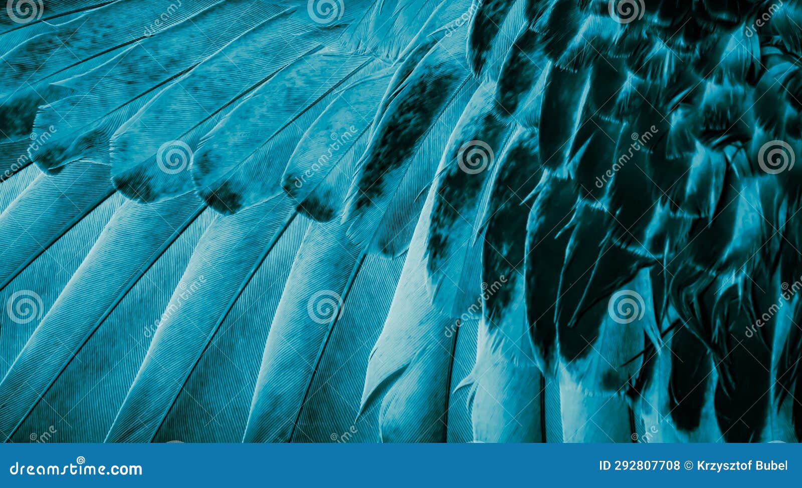 Blue Feather Pigeon Macro Photo. Texture or Background Stock Photo ...