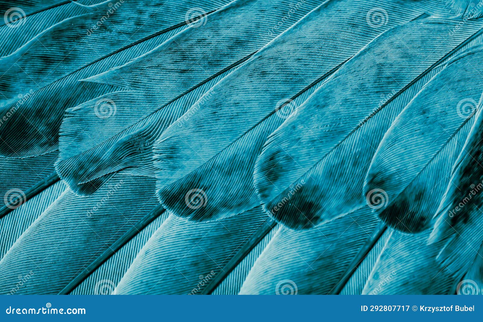 Blue Feather Pigeon Macro Photo. Texture or Background Stock Image ...