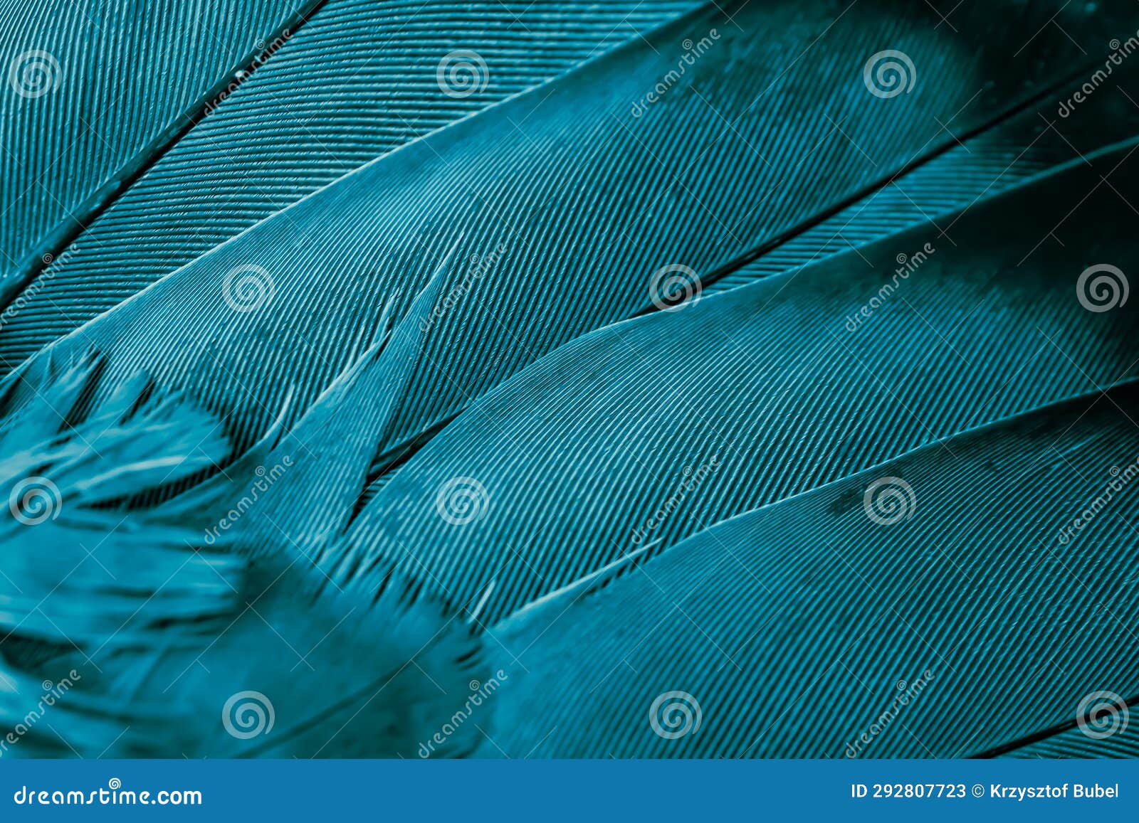 Blue Feather Pigeon Macro Photo. Texture or Background Stock Image ...