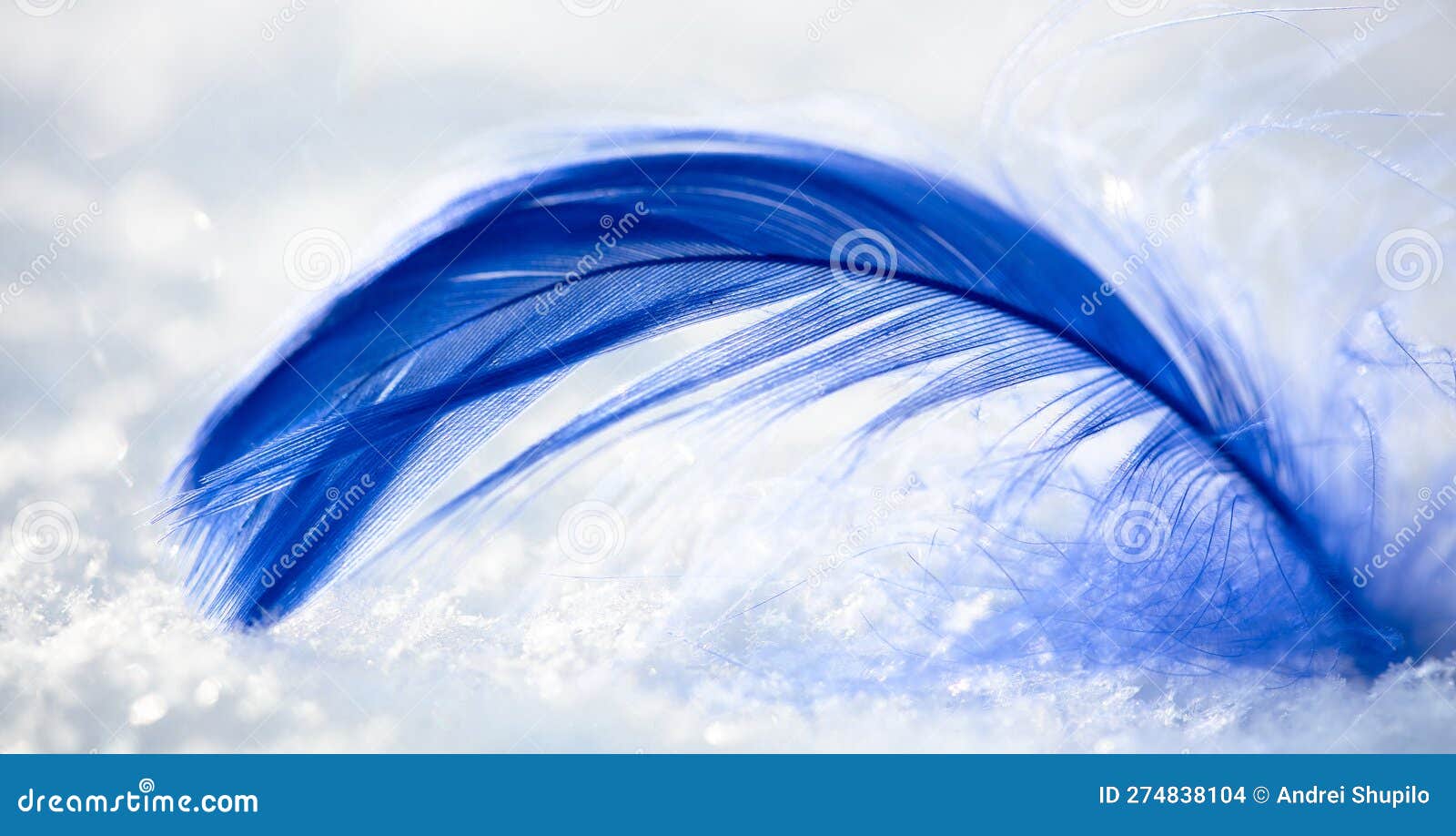 Blue Feather on White Snow in Winter. Close-up Stock Photo - Image of ...