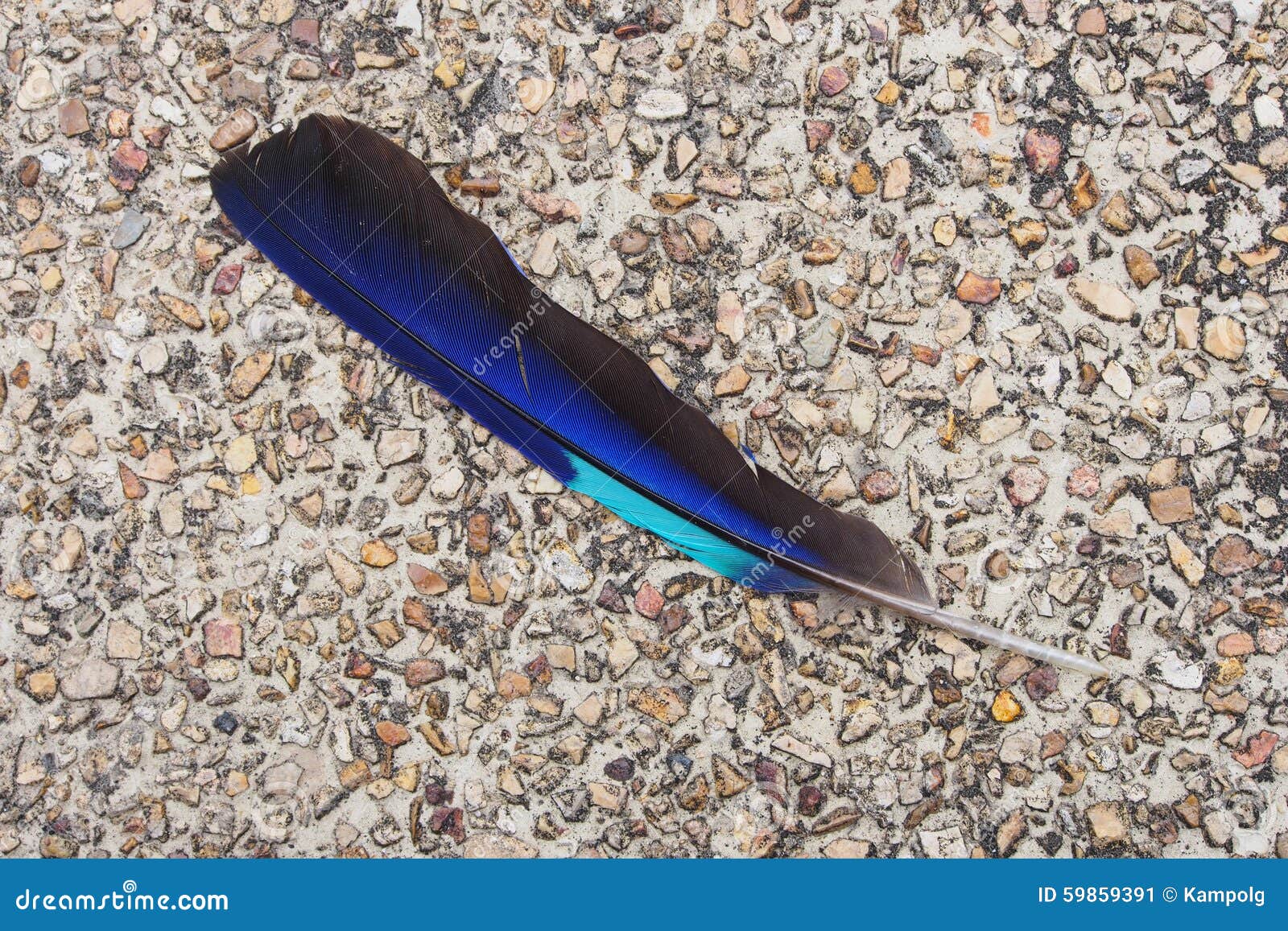 Blue Feather from Wild Bird Stock Image - Image of color, deep: 59859391