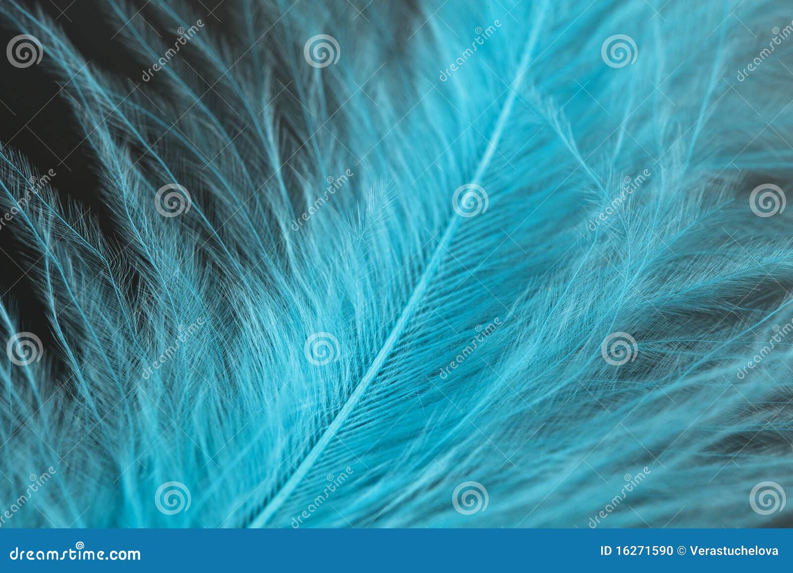 Blue feathers detail stock photo. Image of fluffy, dreams - 16271590