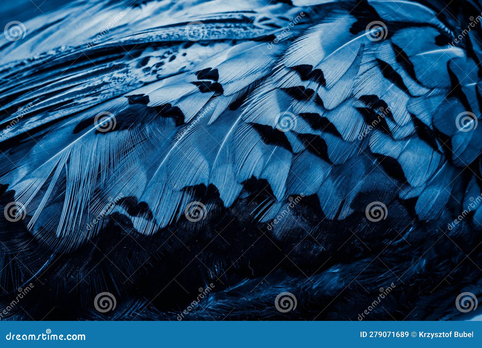 Blue Feathers with an Interesting Pattern. Background Stock Image ...