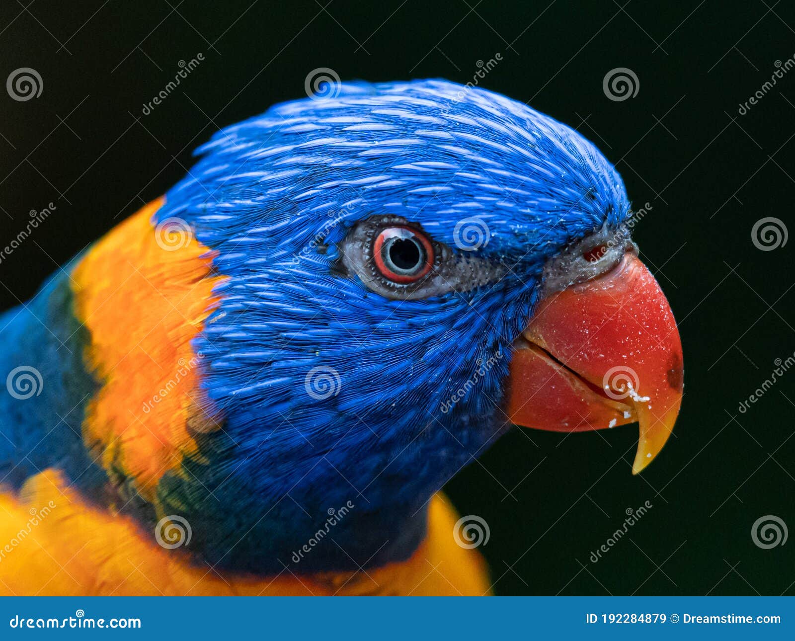 Red Parrot Head Royalty-Free Stock Image | CartoonDealer.com #75152506