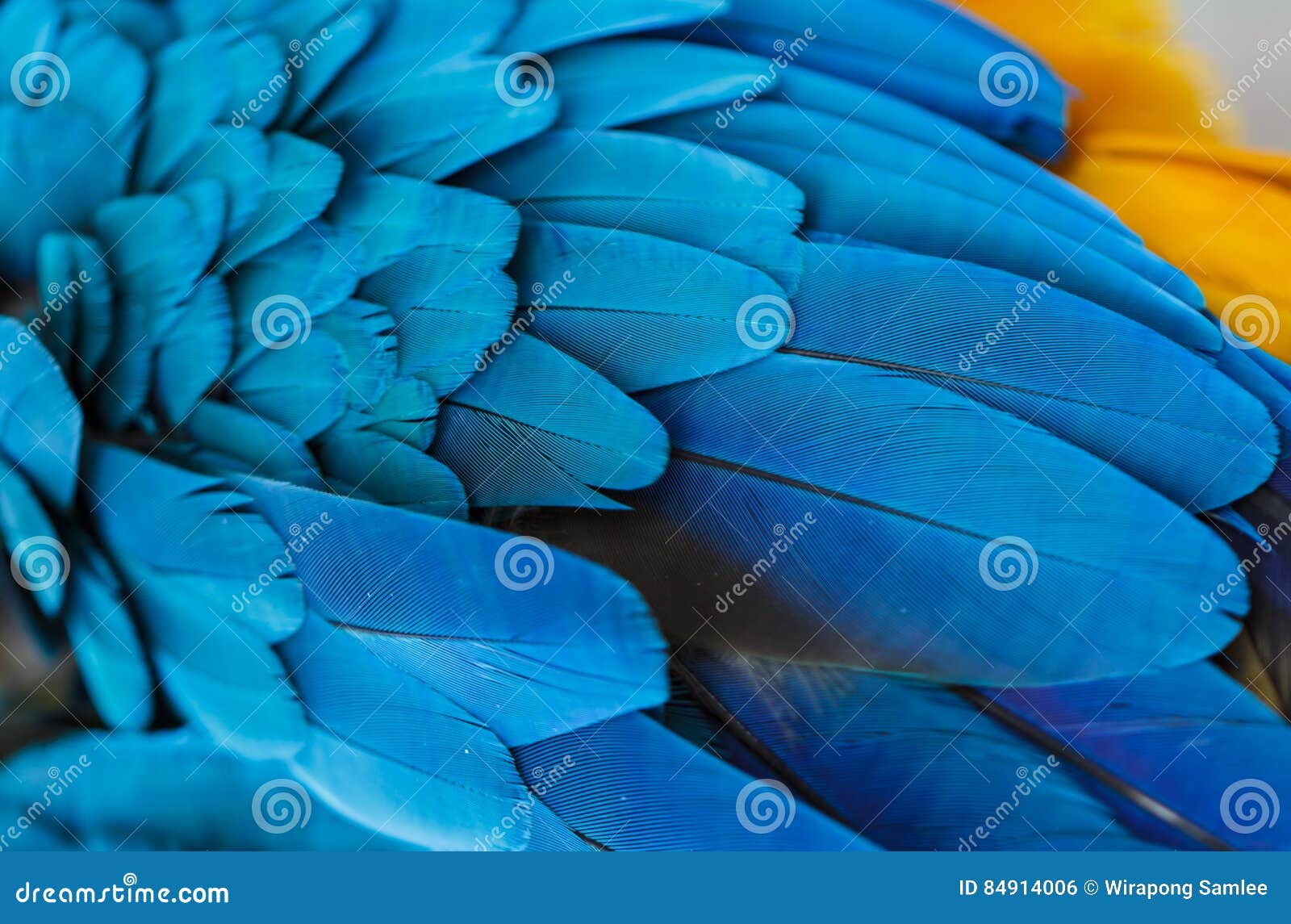 Blue Feathers. of Parrot Macaw Stock Photo - Image of architect, macro ...