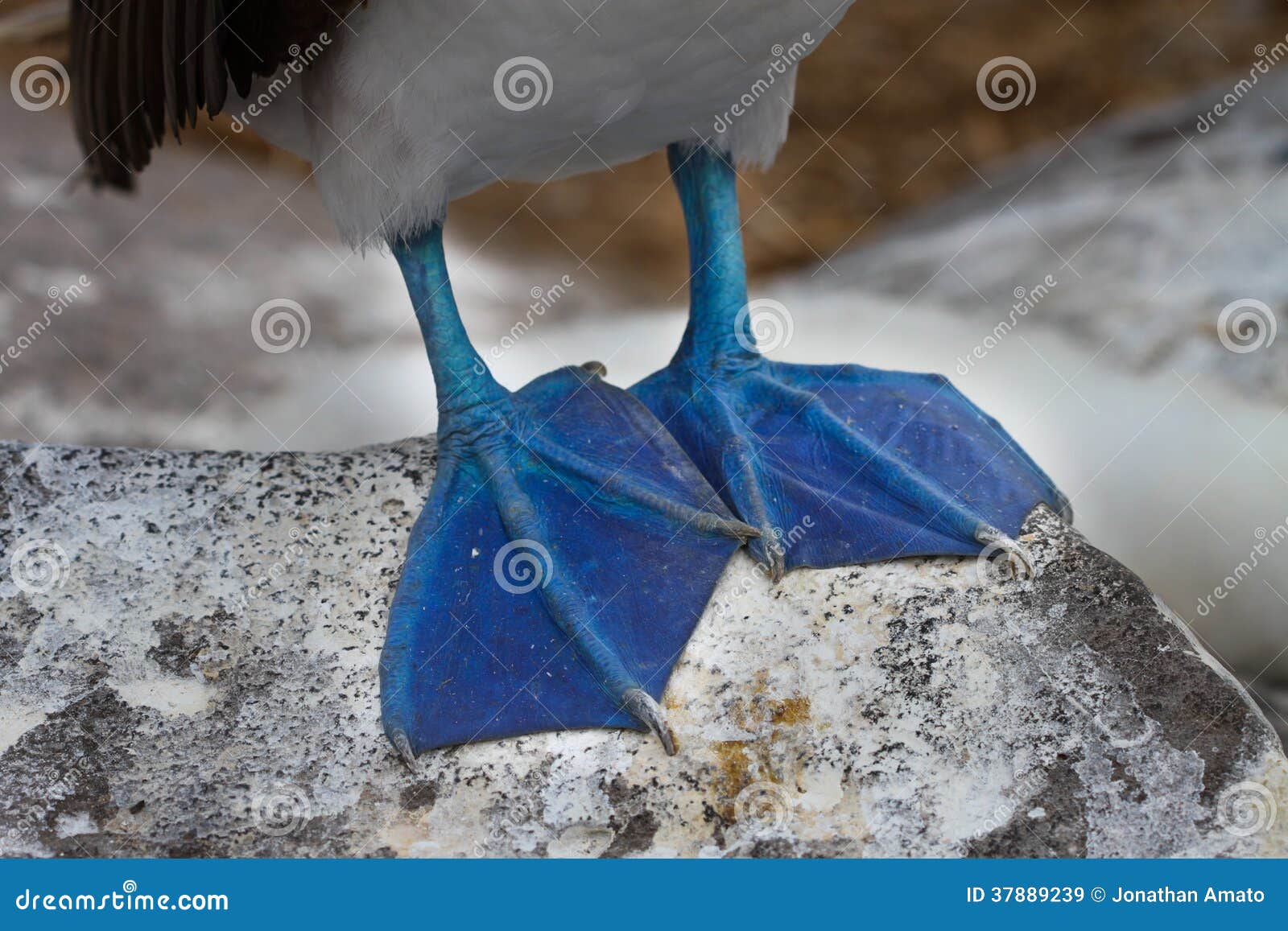 Blue Feet stock image. Image of islands, foot, bluefooted - 37889239