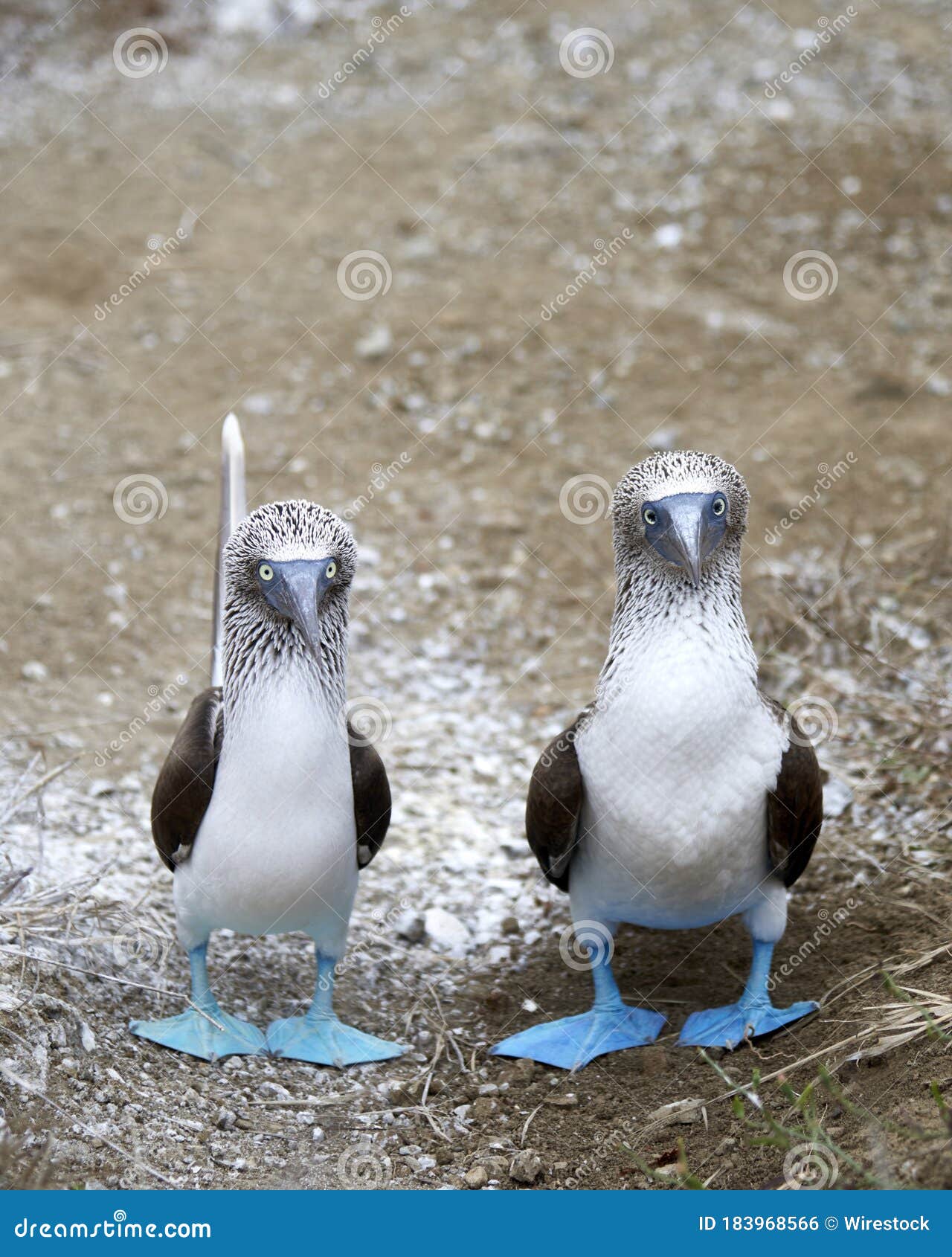 Blue-feet Bobby stock photo. Image of ecuador, wildlife - 183968566