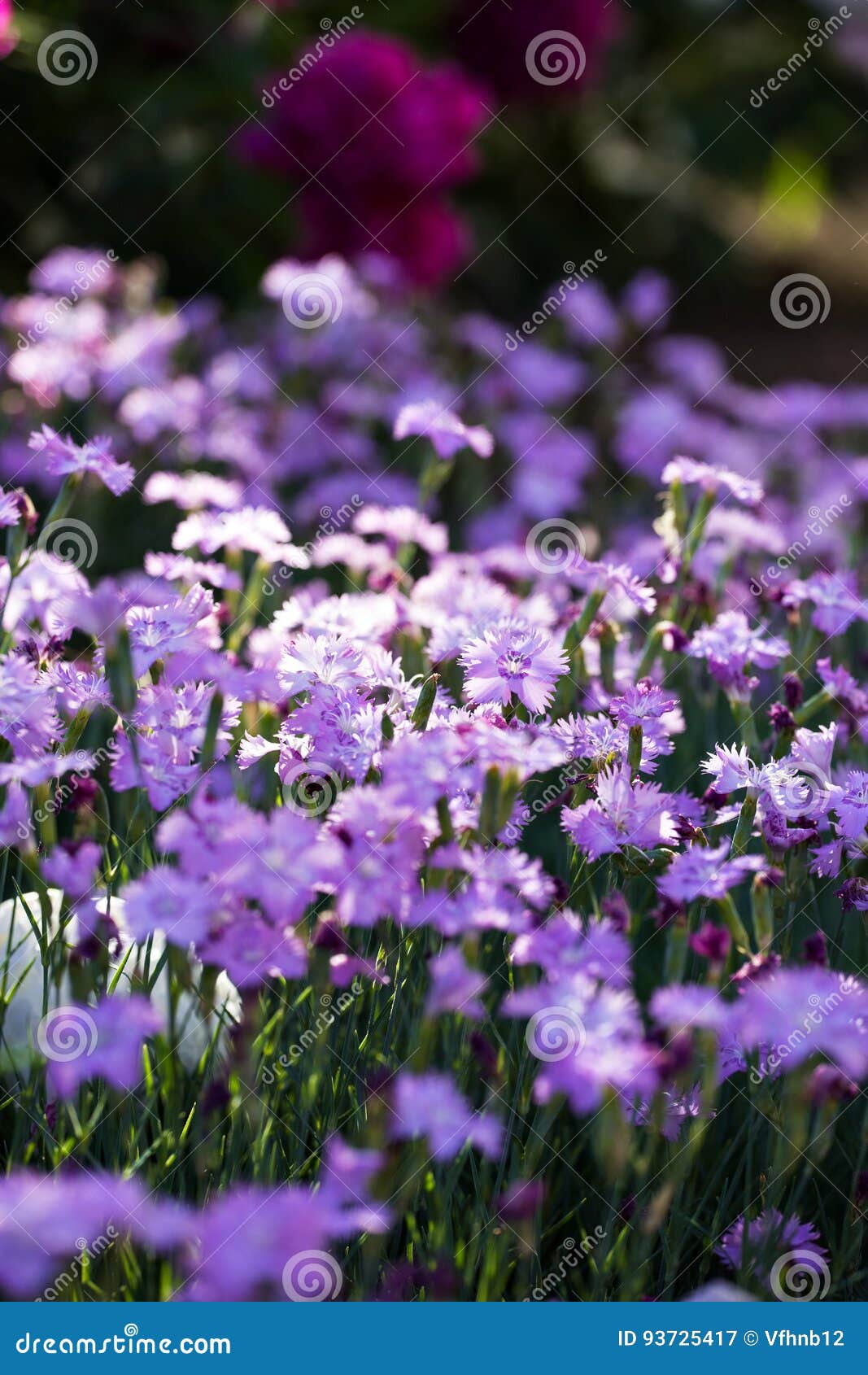 Blue field carnations stock image. Image of chinese, fieldflowers ...