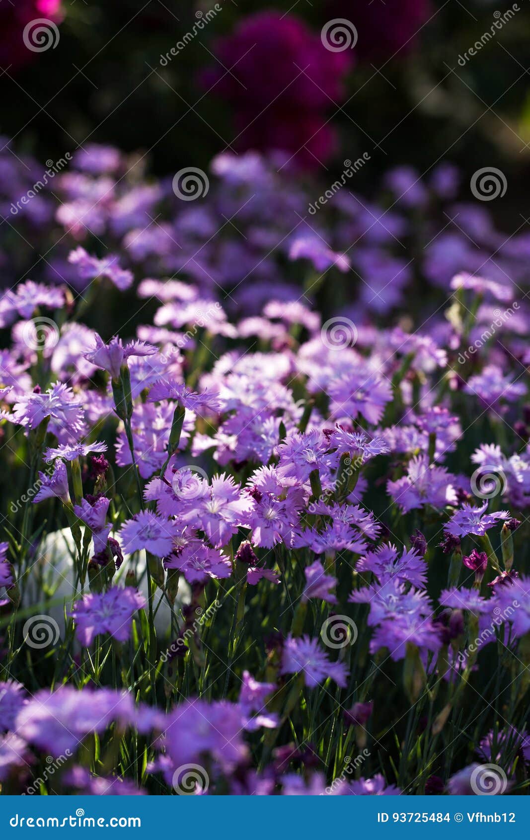 Blue field carnations stock photo. Image of bouquet, flora - 93725484