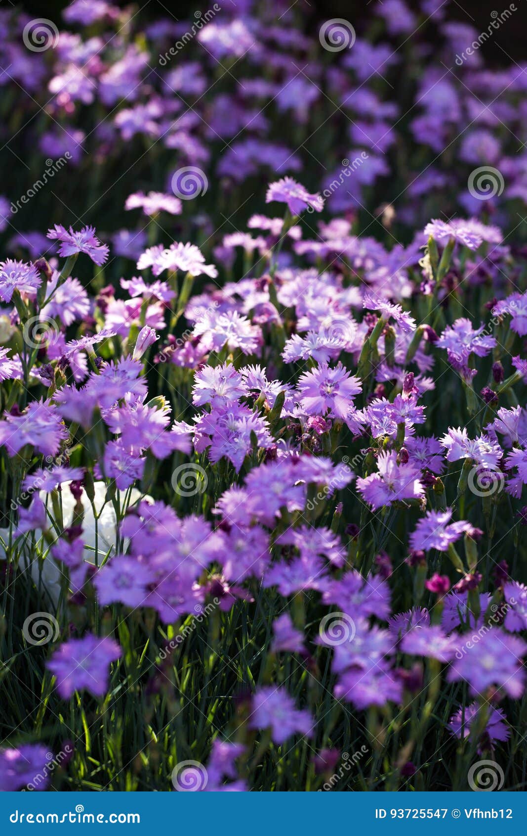 Blue field carnations stock image. Image of beautiful - 93725547
