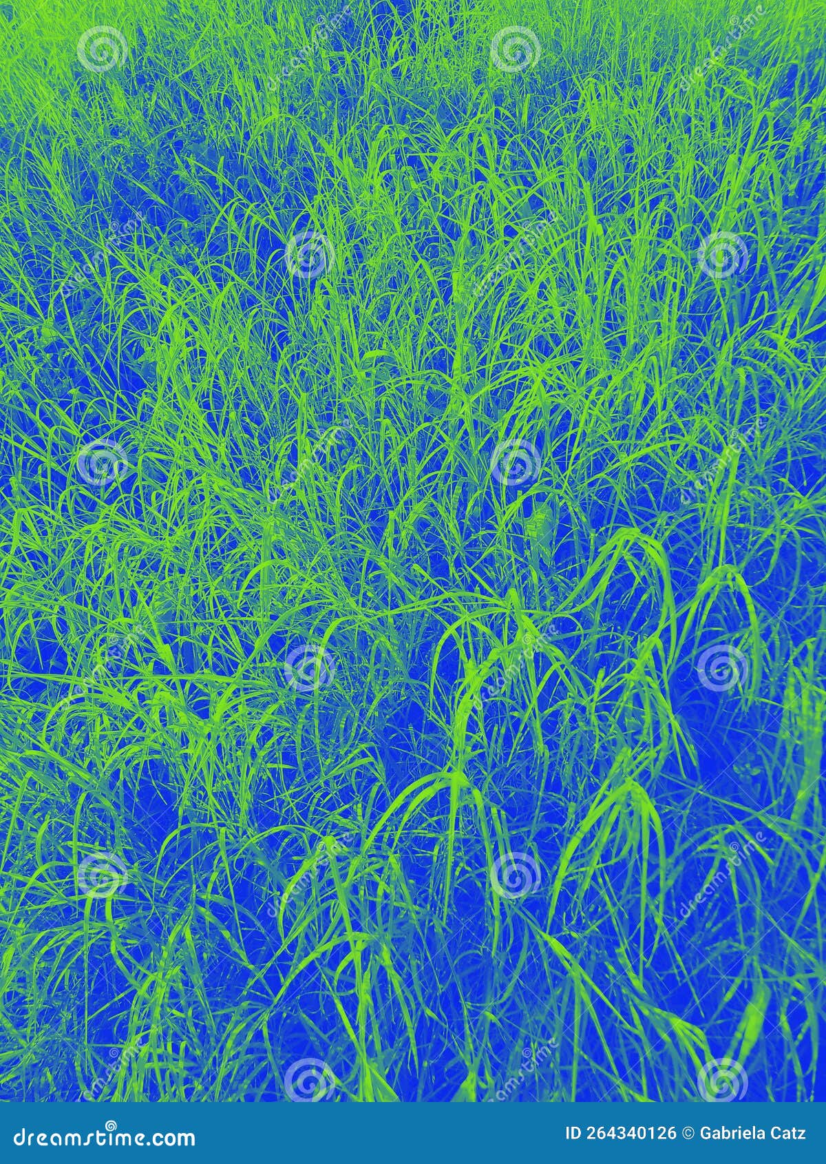 Blue field with leaves stock photo. Image of grass, pattern - 264340126