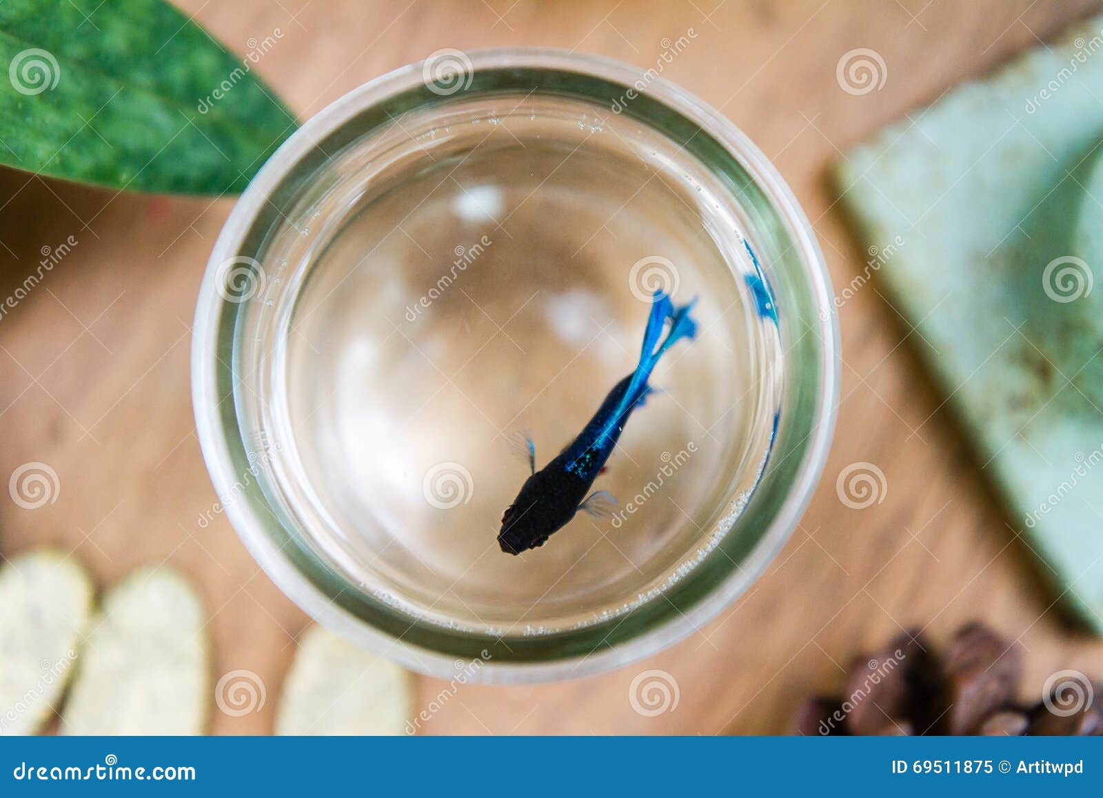 Blue Fighter Fish in the Bottle with Water Stock Image - Image of fancy ...