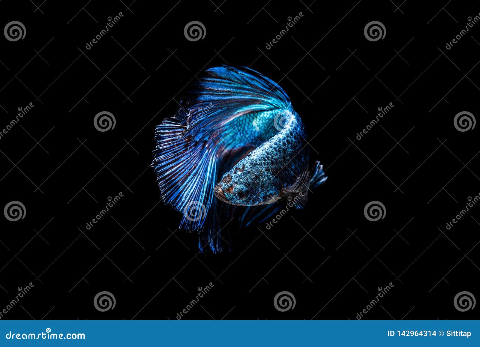 Blue Fighting Fish on Black Background Stock Photo - Image of dumbo ...