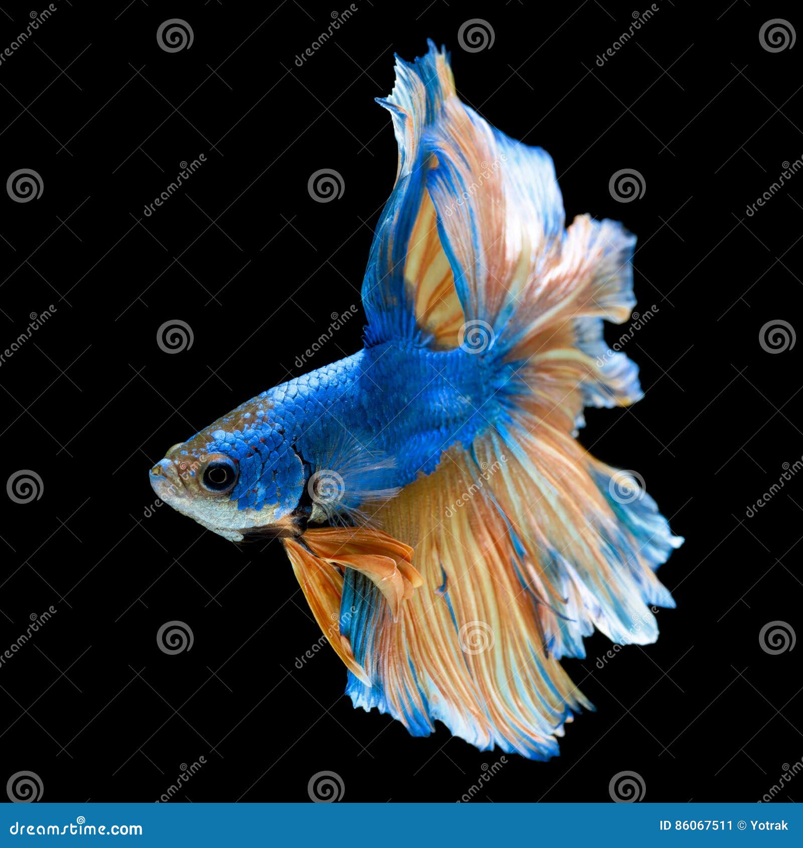 Blue fighting fish stock image. Image of aquarium, nature - 86067511