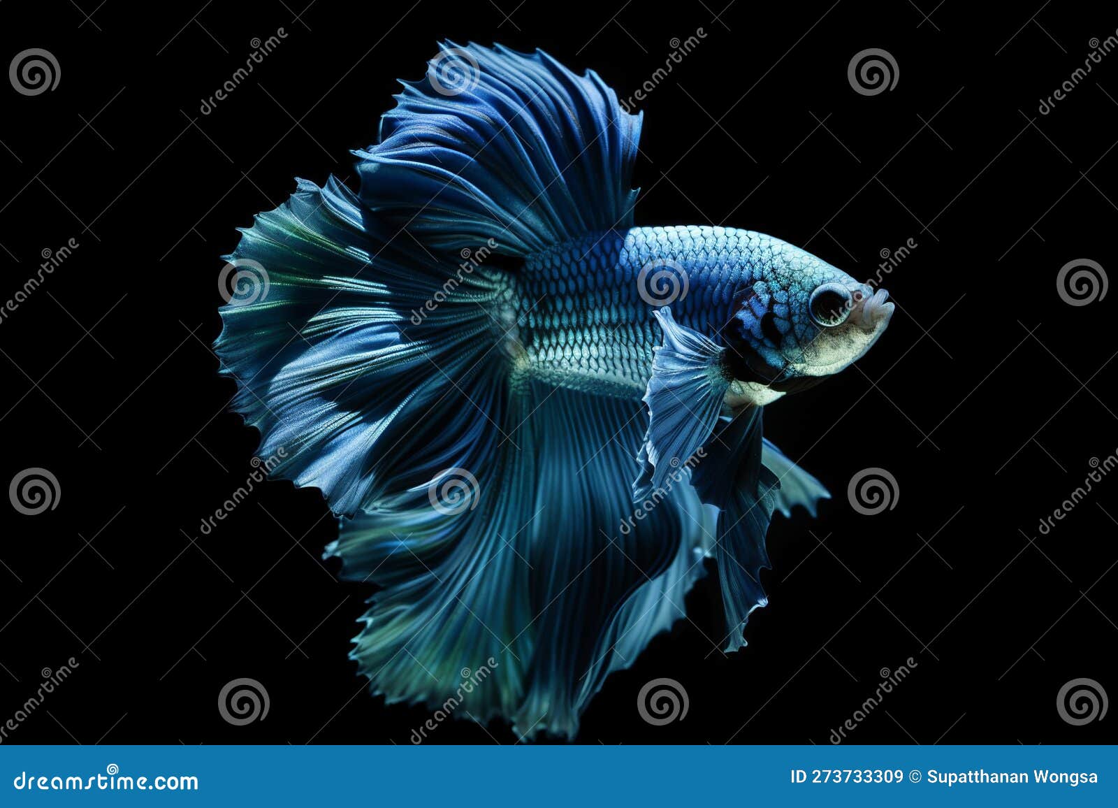 Blue Fighting Fish Fighting Fish Are Scientifically Known As Betta ...