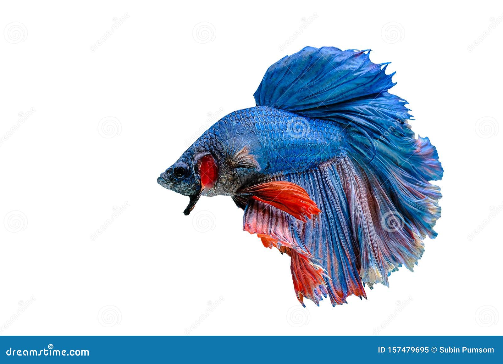 Blue Fighting Fish on White Background Stock Image - Image of abstract ...