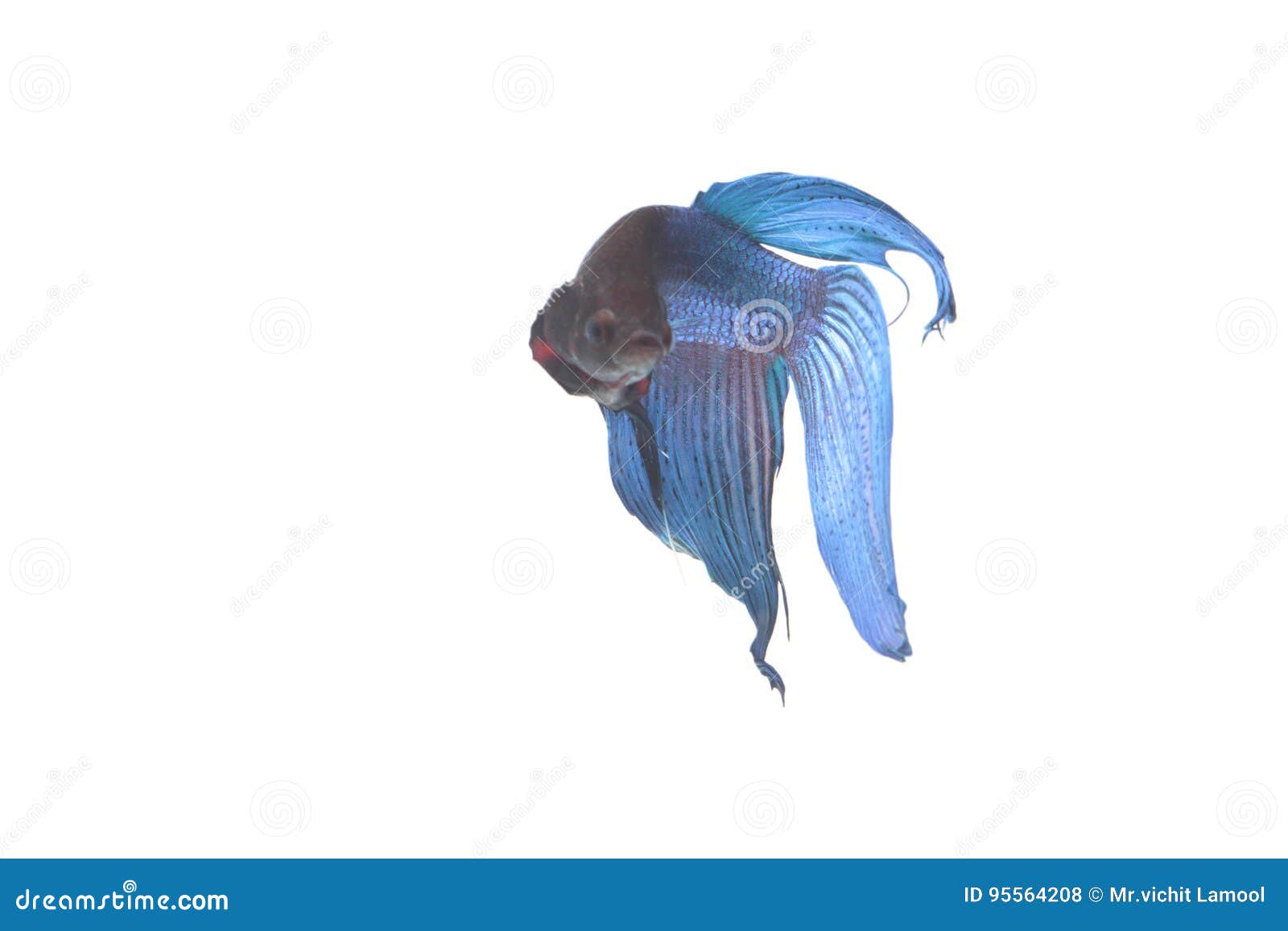 Blue Fighting fish. stock photo. Image of dress, design - 95564208