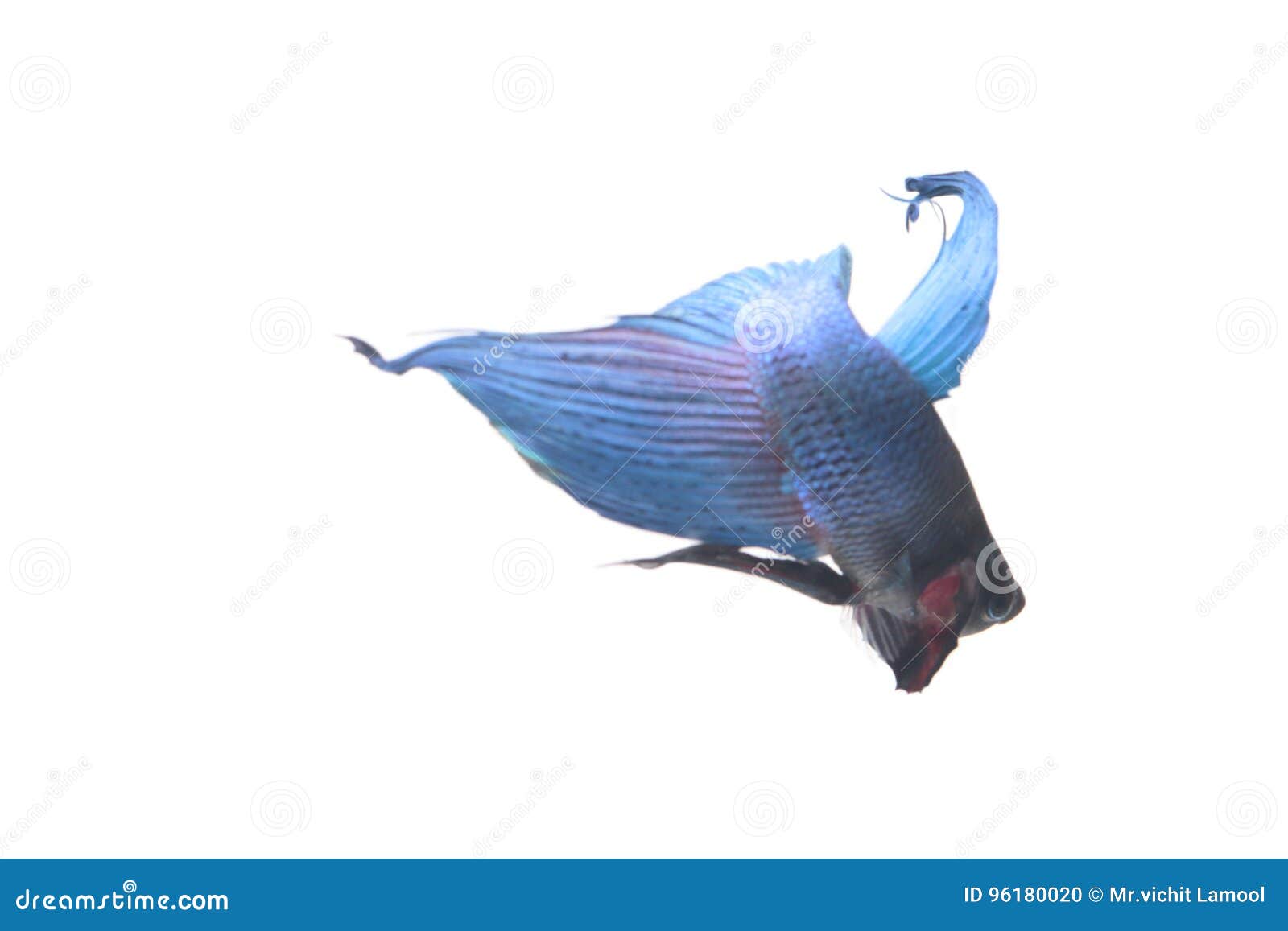 Blue Fighting fish. stock photo. Image of aquarium, motion - 96180020