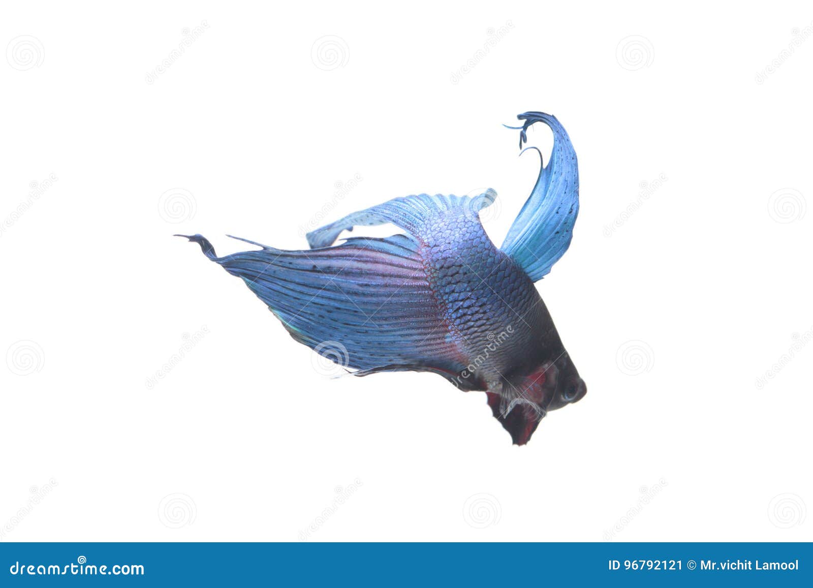 Blue Fighting fish. stock image. Image of siamese, nature - 96792121